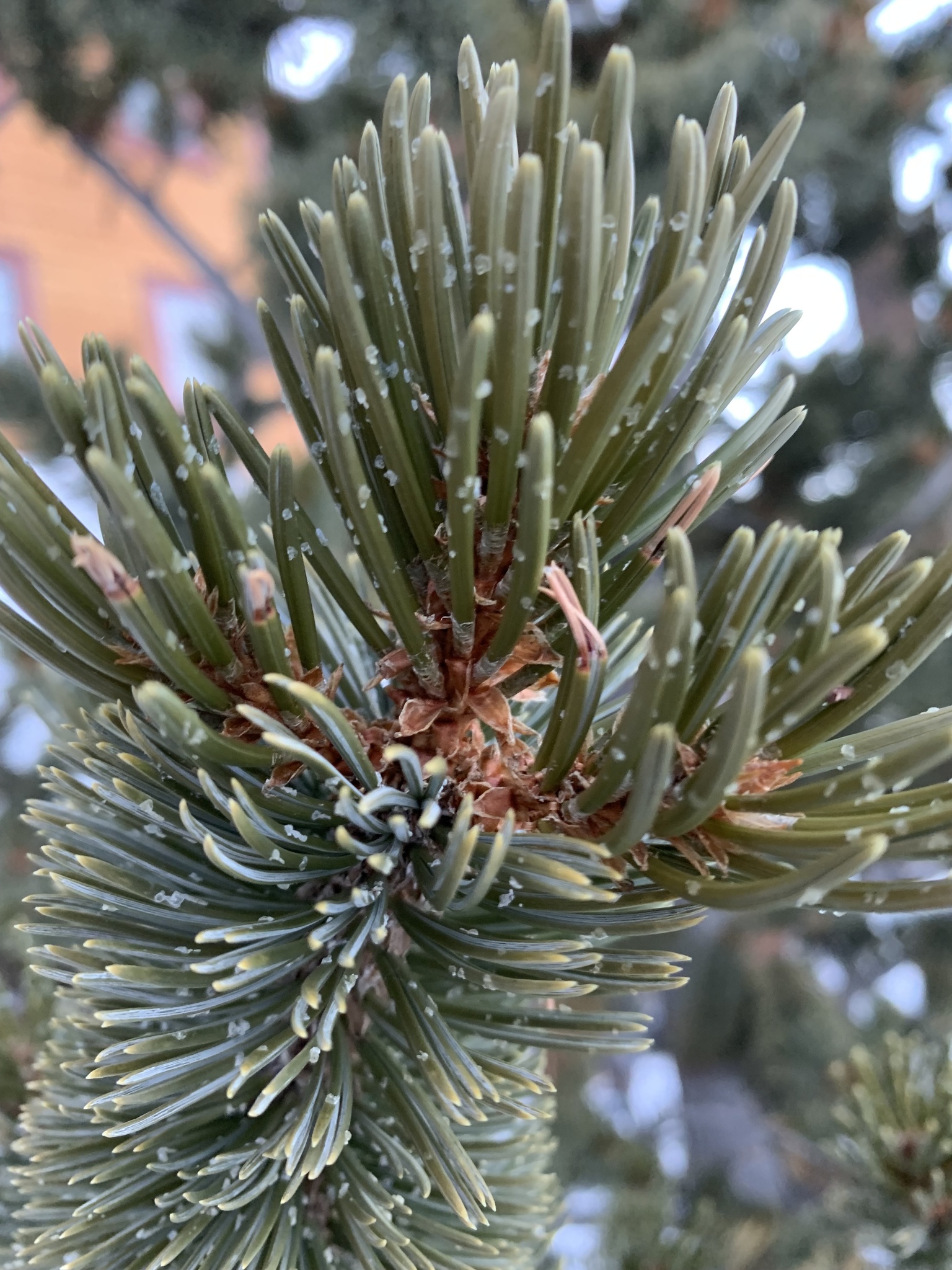 Pinus aristata Engelm.