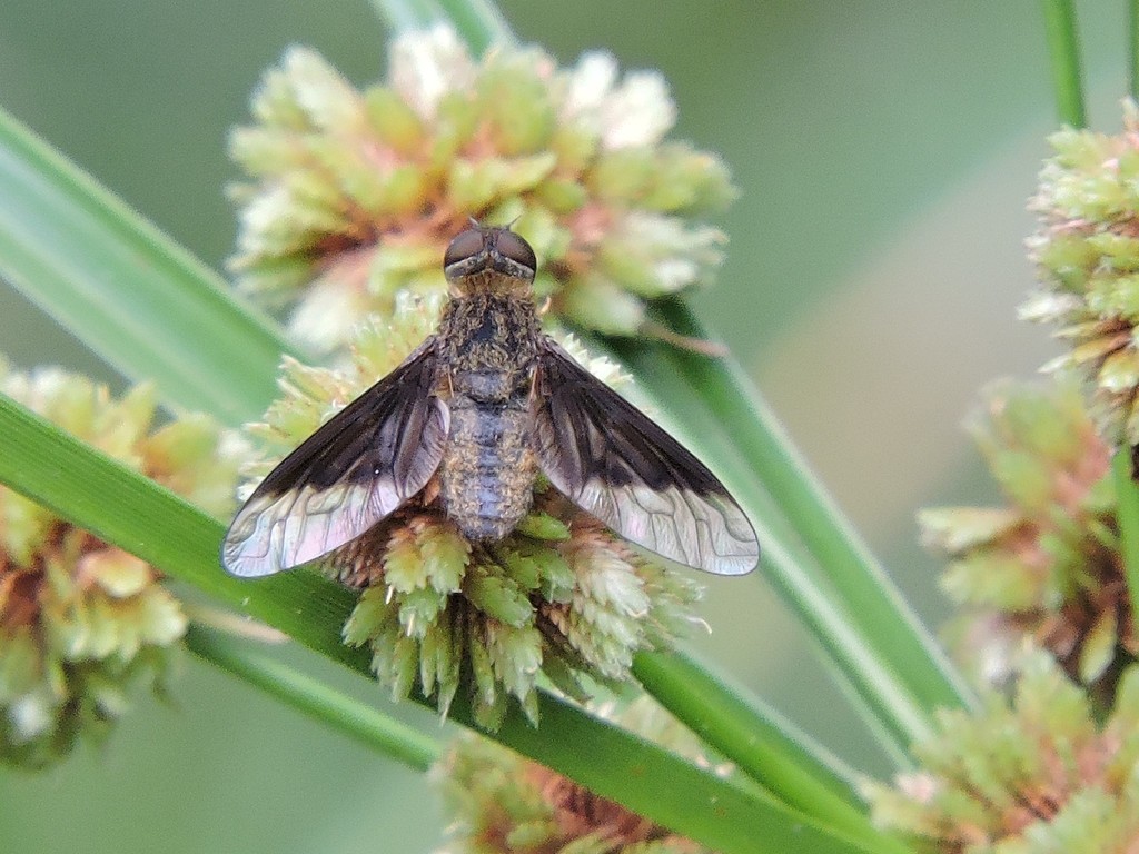 banded bee flies from 37000 Melo, Departamento de Cerro Largo, Uruguay ...