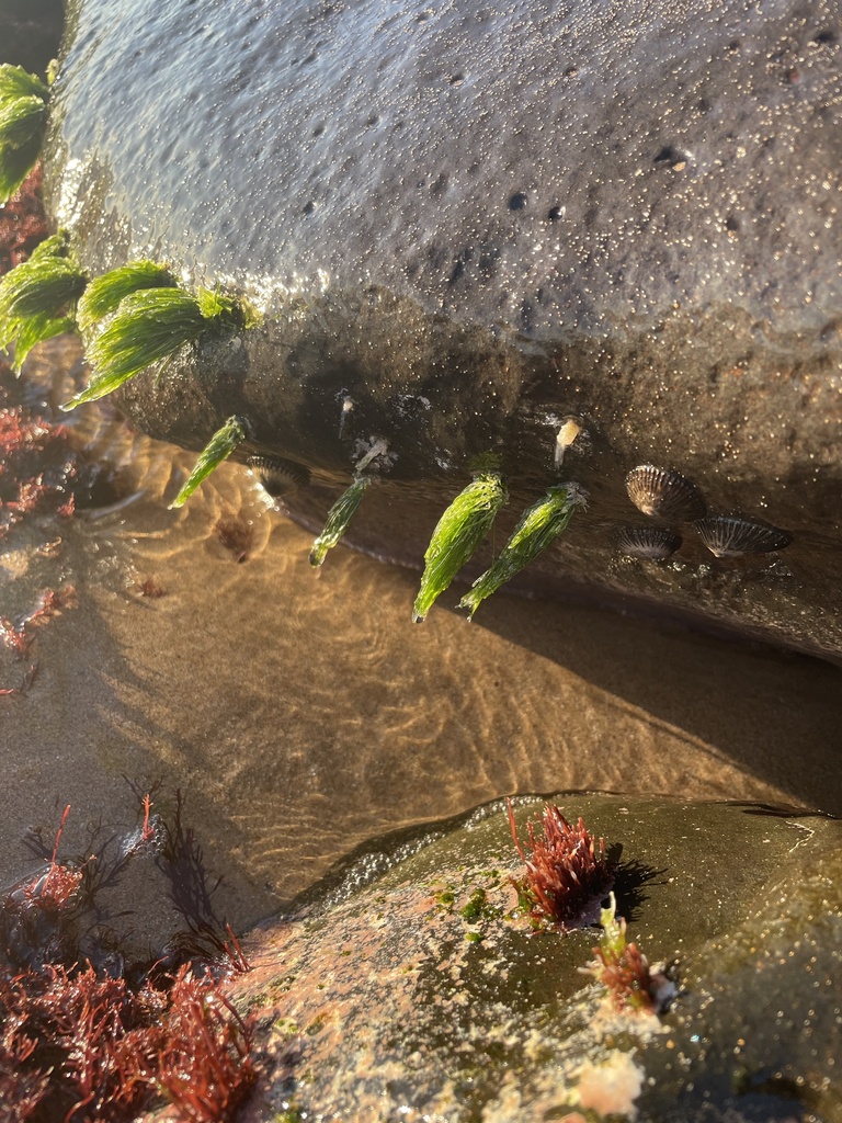 Chaetomorpha antennina from North Pacific Ocean, Kihei, HI, US on ...