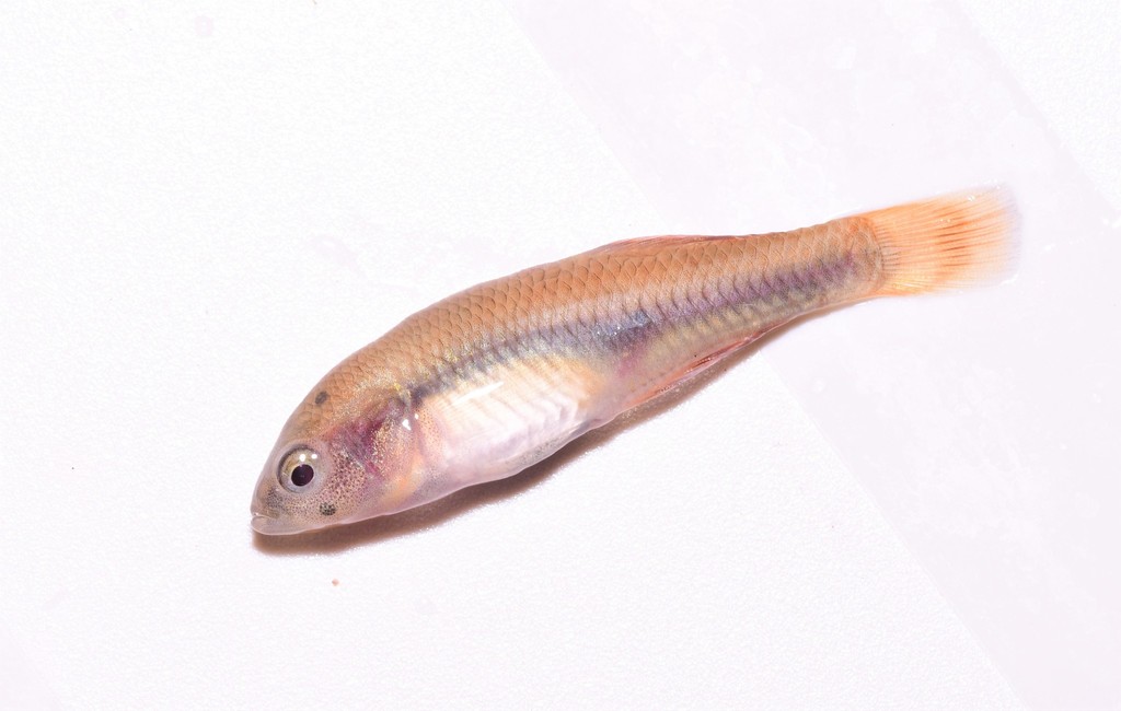 Firetail Gudgeon from Landsborough QLD 4550, Australia on January 6, 2022 at 10:07 AM by ...
