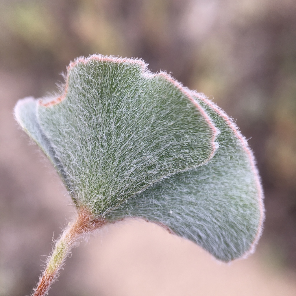 Helicopter Ferns from Kings Billabong Park, Red Cliffs, VIC, AU on ...