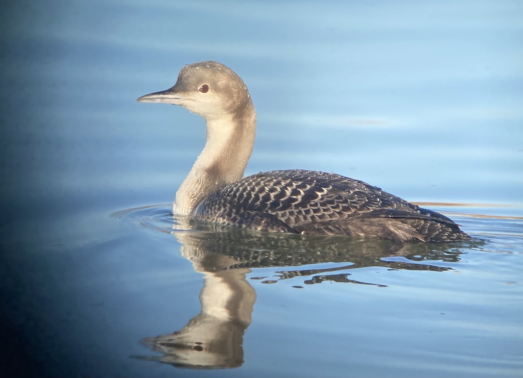 Pacific Loon from Ascarate Lake, El Paso, TX, US on January 5, 2022 at ...