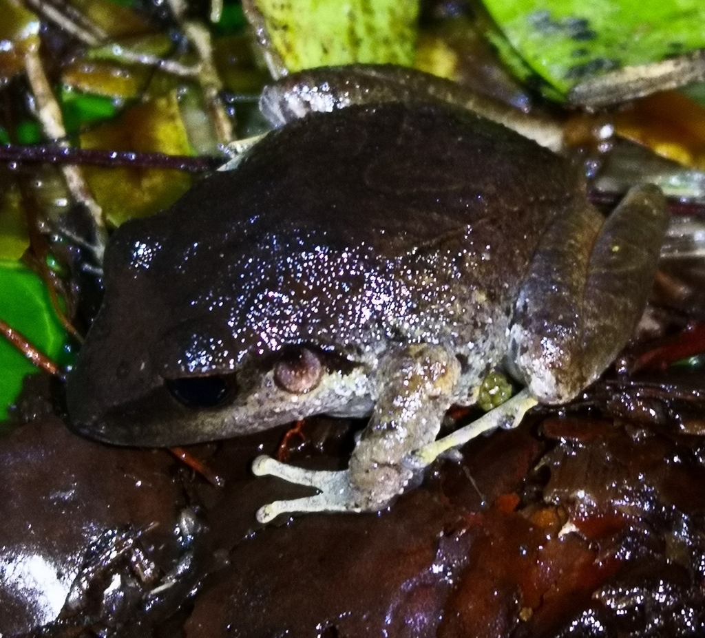 Cachabi Robber Frog from Pereira, Departamento de Risaralda, Kolumbien ...