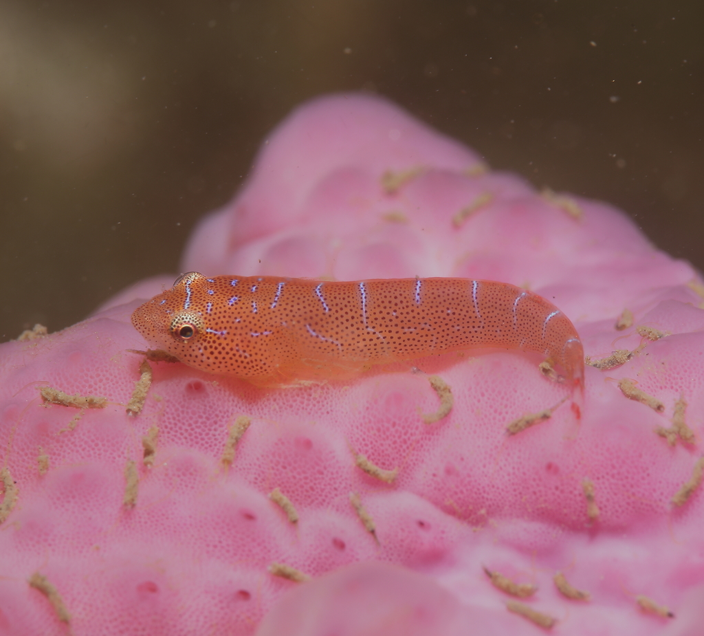 Eastern Cleaner Clingfish from Sydney NSW, Australia on January 8, 2022 ...