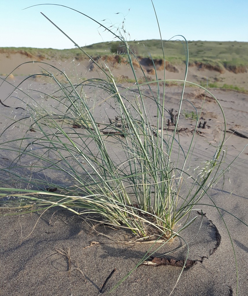 Sand Ricegrass from Special Area No. 2, AB T0J, Canada on June 22, 2021 ...