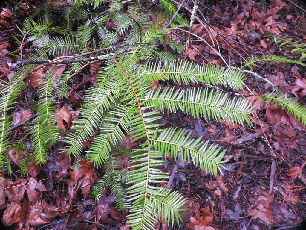 California torreya from Sonoma County, CA, USA on January 05, 2022 at ...