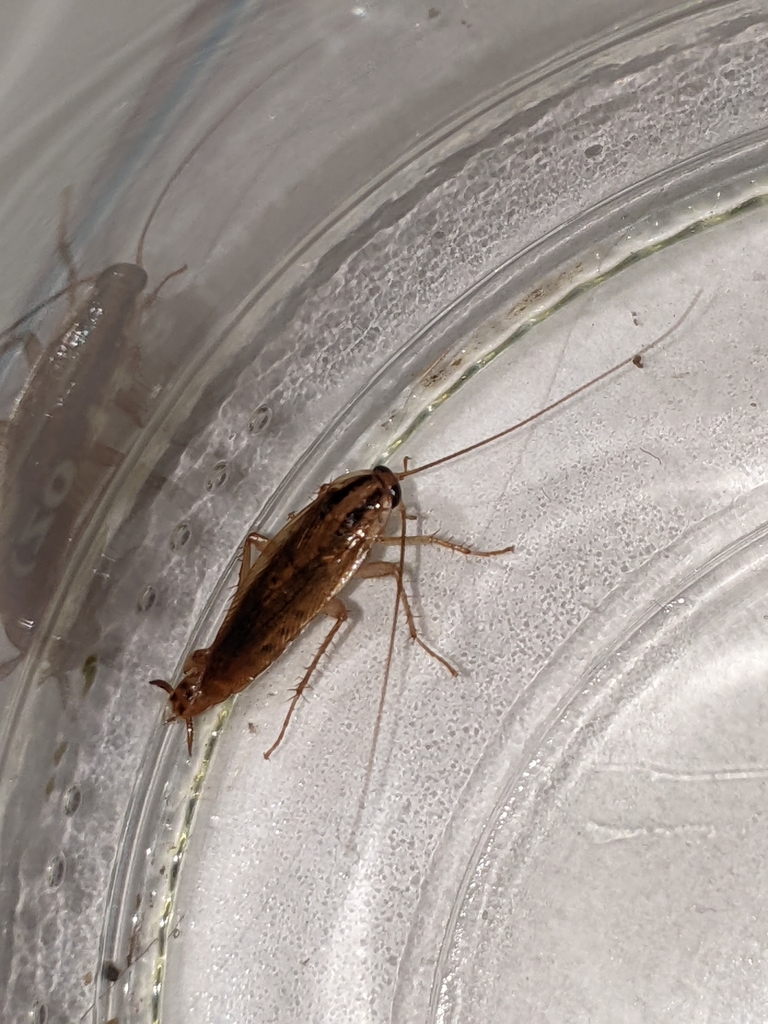 German Cockroach from Parkridge, Knoxville, TN, USA on January 7, 2022 ...