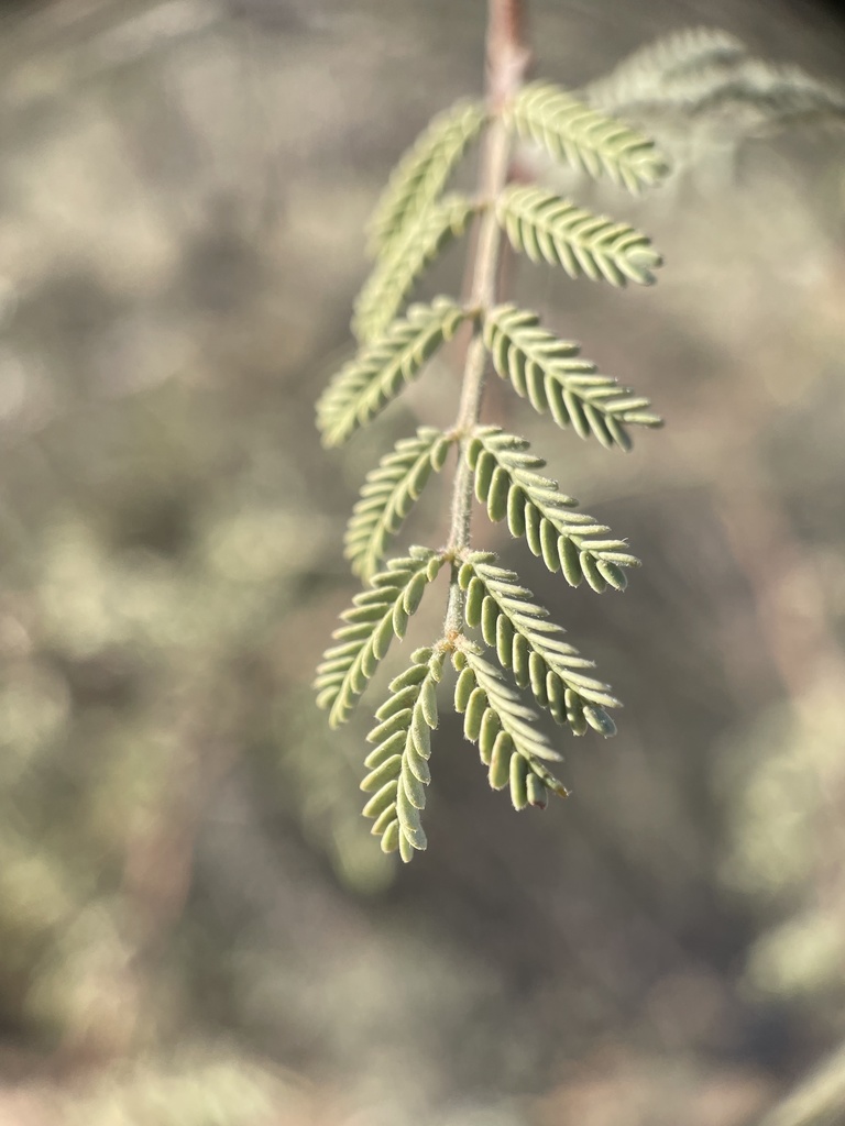 whitethorn acacia (Vachellia constricta) - Botanical Realm