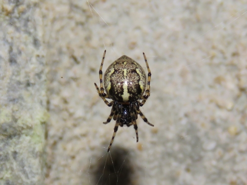 Alpaida alto · iNaturalist