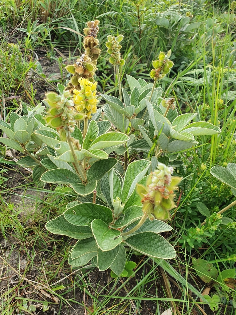 Eriosema dregei from O.R.Tambo, ZA-EC, ZA on December 22, 2021 at 08:44 ...