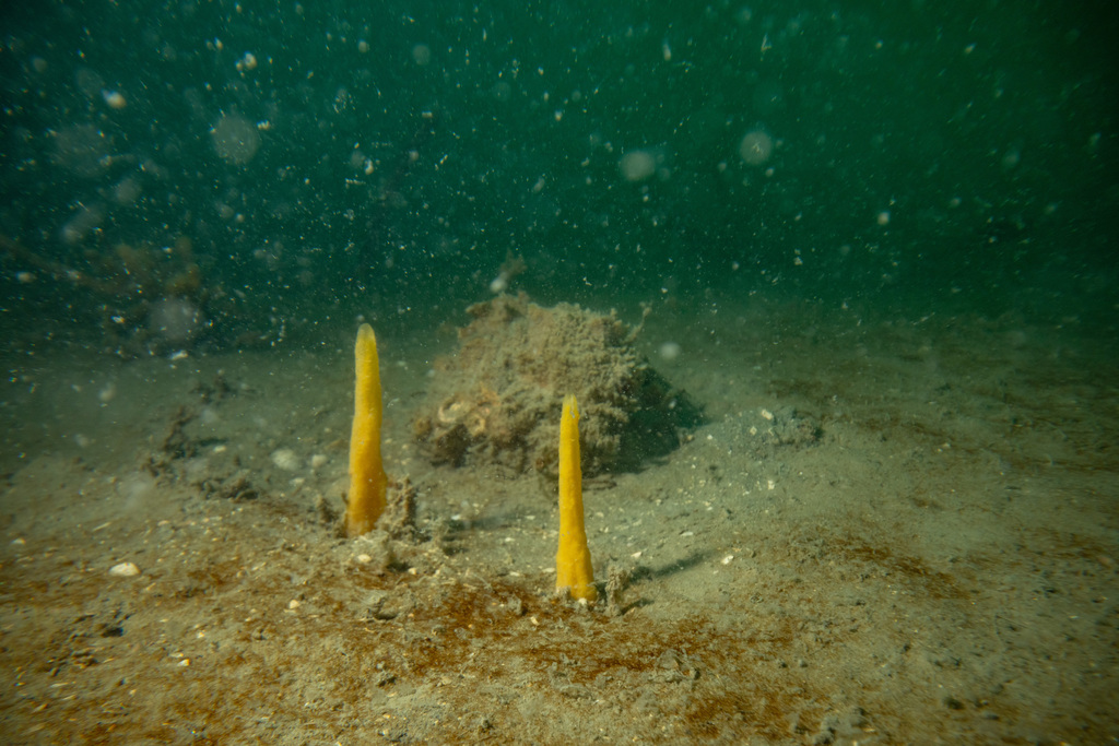 Ciocalypta polymastia from Auckland, New Zealand on January 08, 2022 at ...