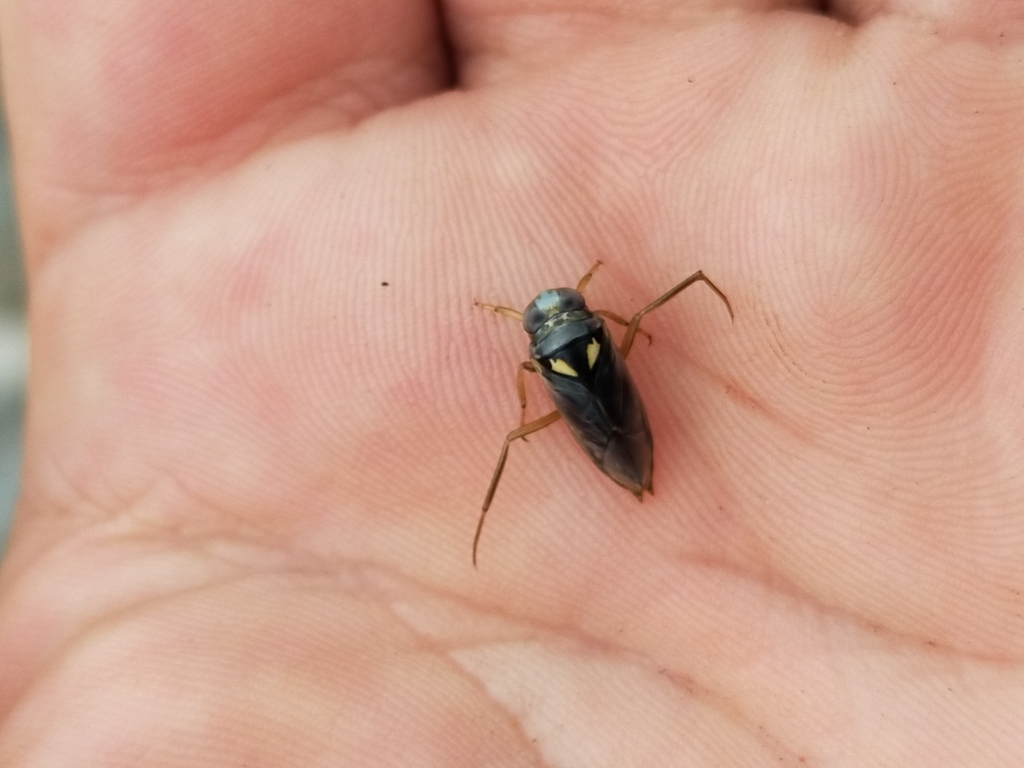 Enithares from Back Creek NSW 2390, Australia on January 08, 2022 at 11 ...