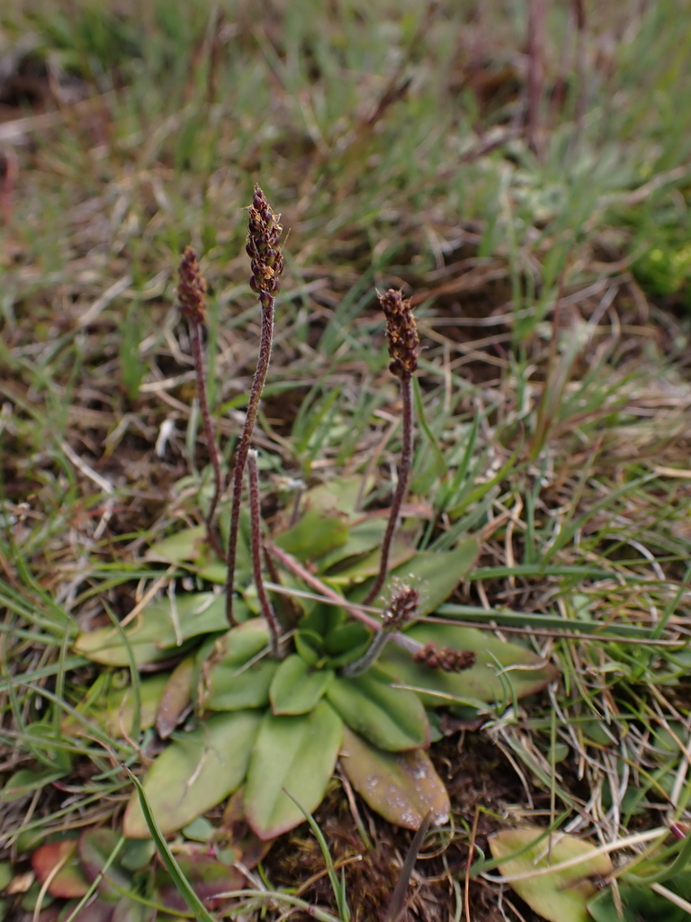 Plantago alpestris from Bundara - Cobungra, Alpine - East, Alpine ...