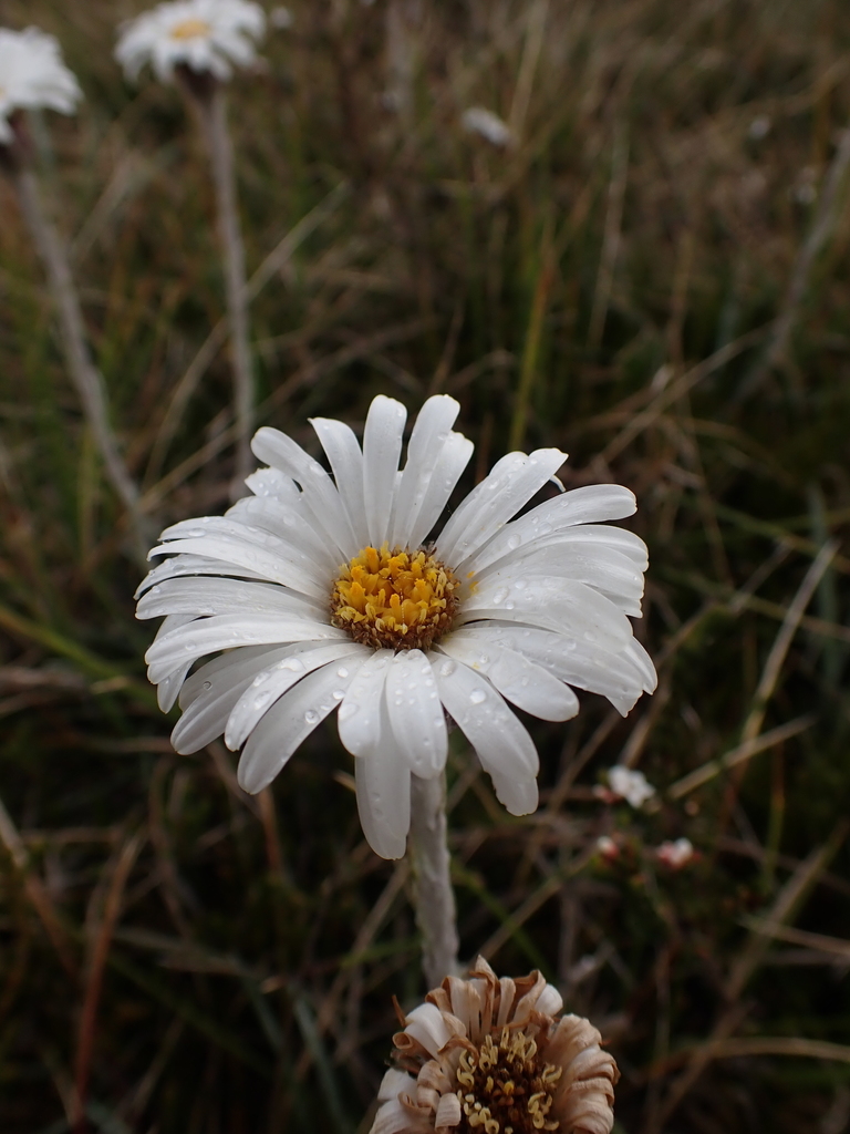 Slender Snow-daisy from Falls Creek VIC 3699, Australia on January 4 ...