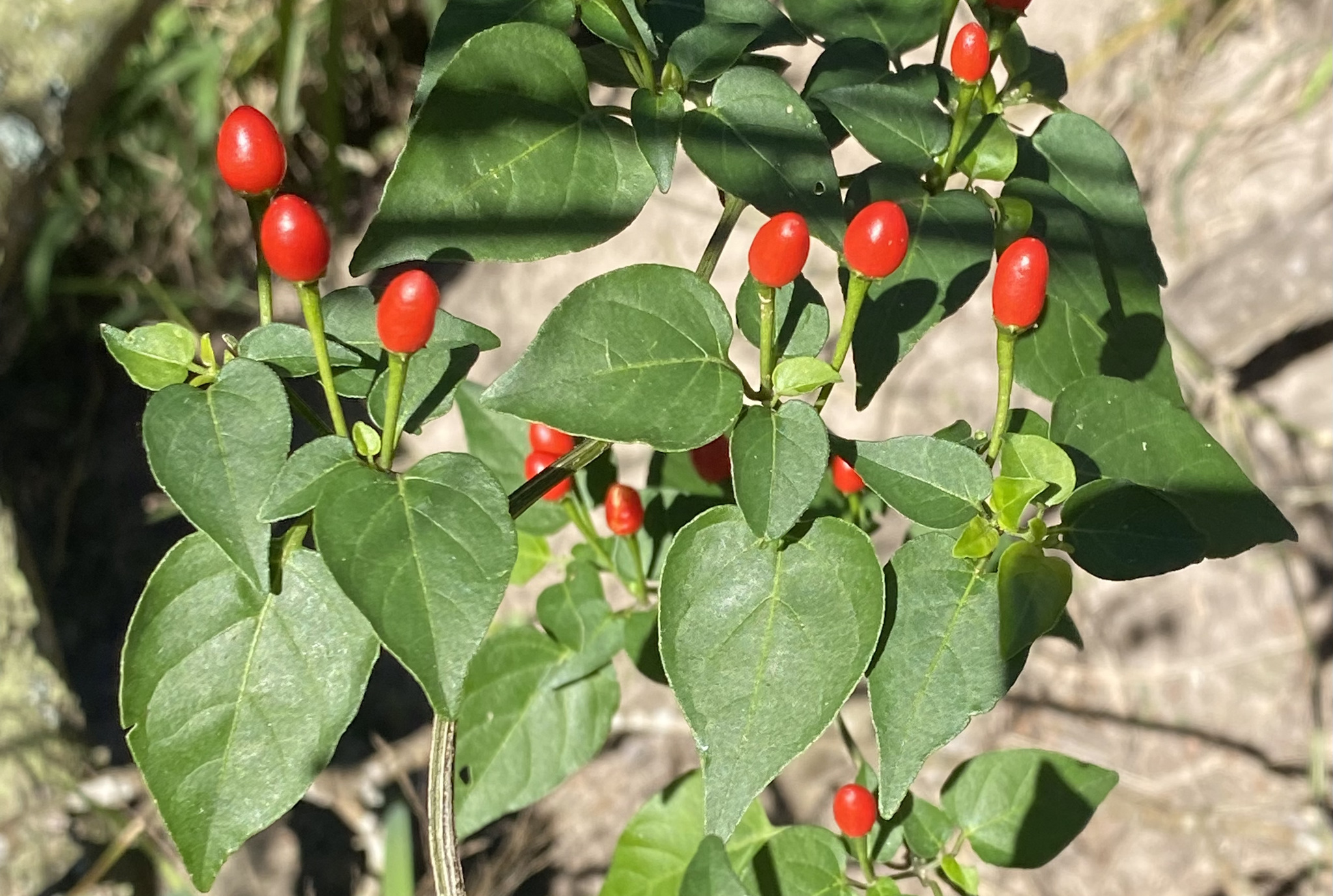 Capsicum annuum var. glabriusculum (Dunal) Heiser & Pickersgill