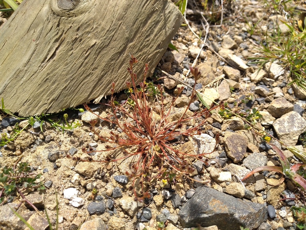 Toad rush from Brooklyn, Wellington, New Zealand on January 08, 2022 at ...