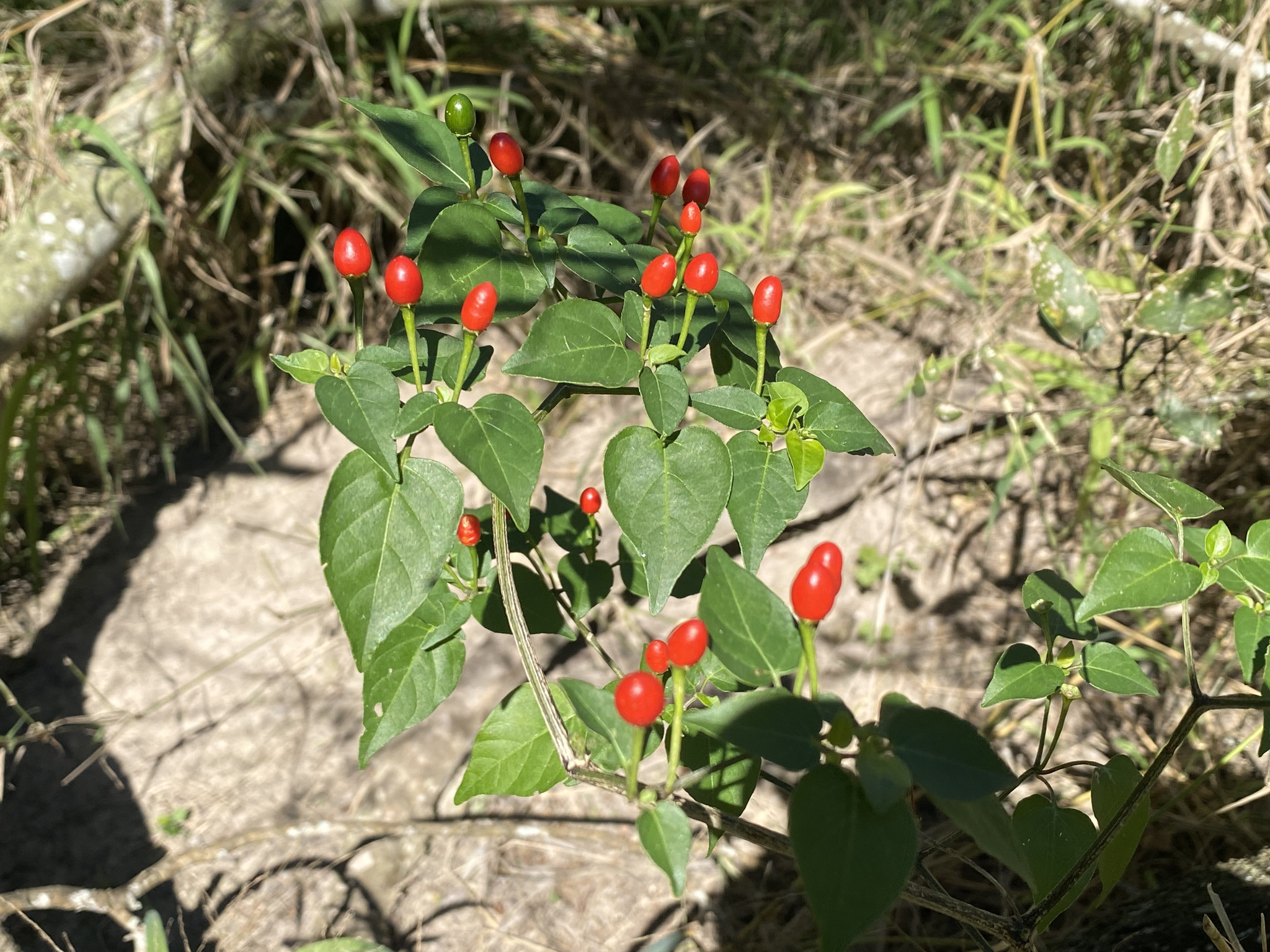 Capsicum annuum var. glabriusculum (Dunal) Heiser & Pickersgill