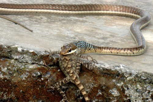 Common Bronzeback Tree Snake (Dendrelaphis tristis) - Snakes and Lizards