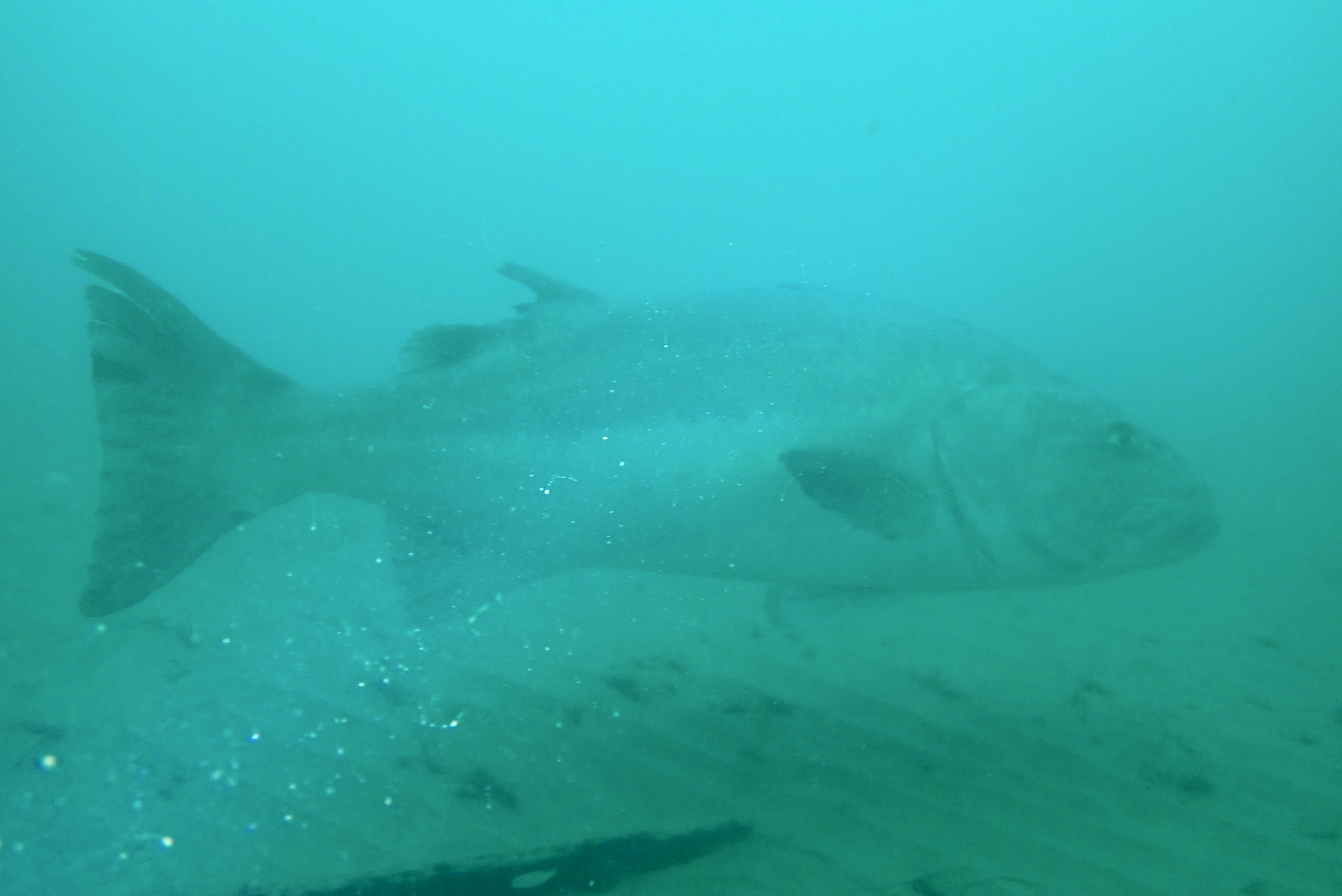 Polyprionidae