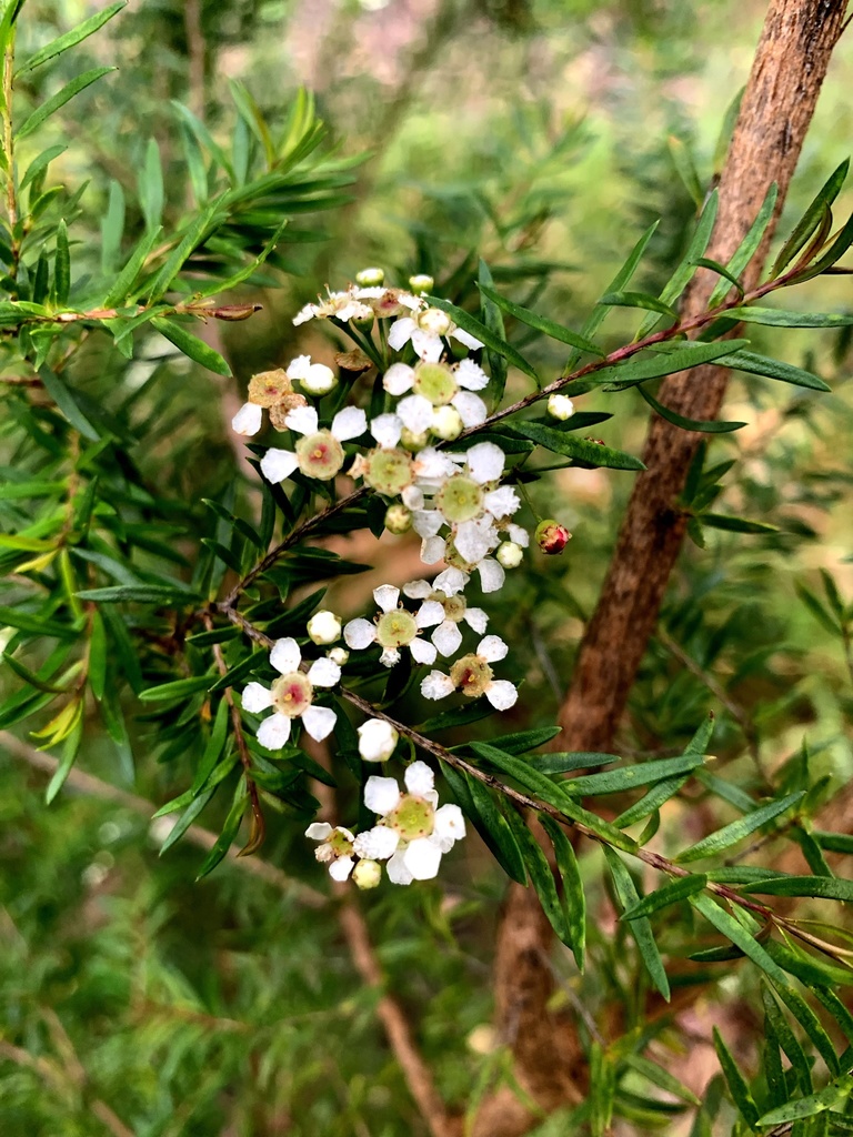 Tall Baeckea from Haymet St, Glenbrook, NSW, AU on January 08, 2022 at ...