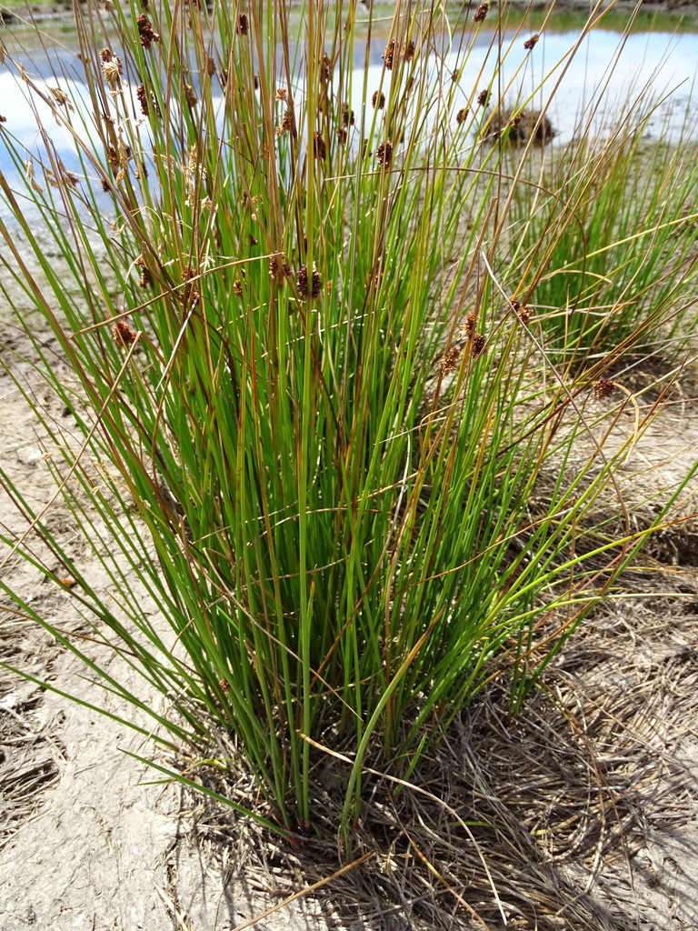 Juncus filicaulis from Tekapo, New Zealand on January 8, 2022 at 11:16 ...