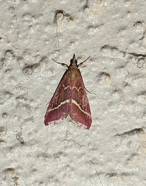 Volupial Mint Moth from Azalea - Hollywood Park, San Diego, CA 92105 ...