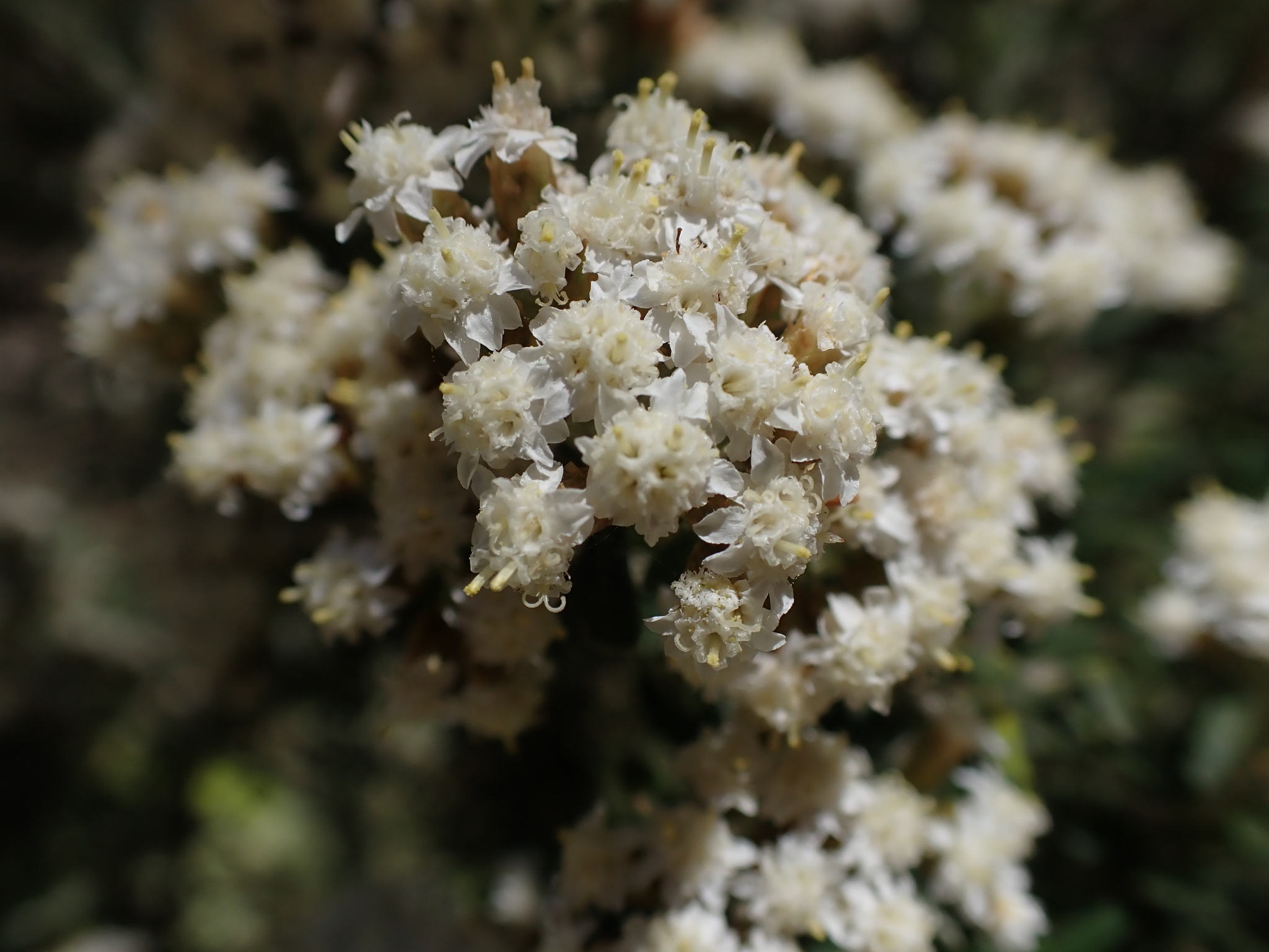 Ozothamnus secundiflorus (Wakef.) Anderb.