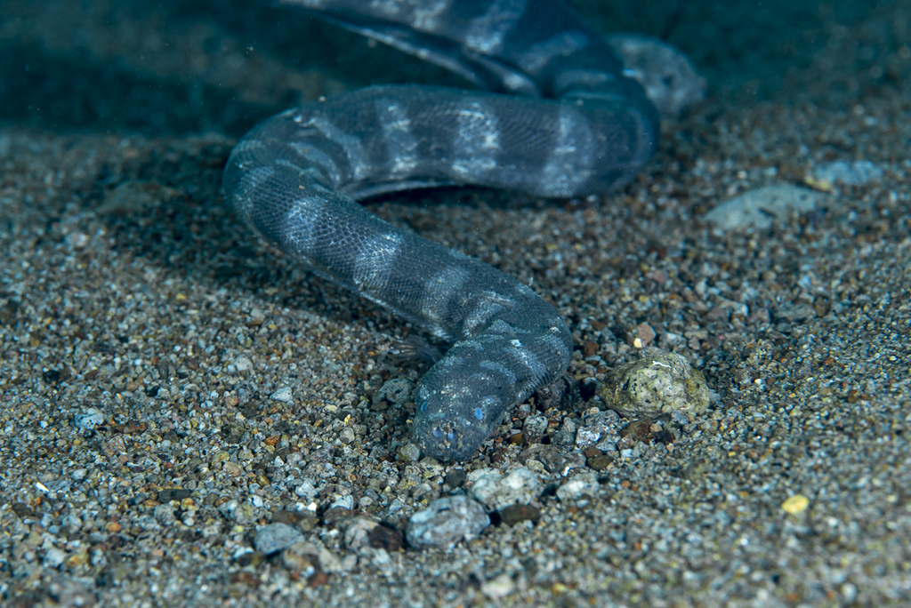 Marine File Snake from Zamboanguita, Negros Oriental, Philippines on ...