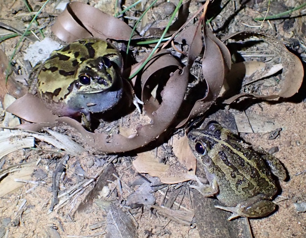 Long-footed Frog from Cambridge Gulf WA 6743, Australia on January 05 ...