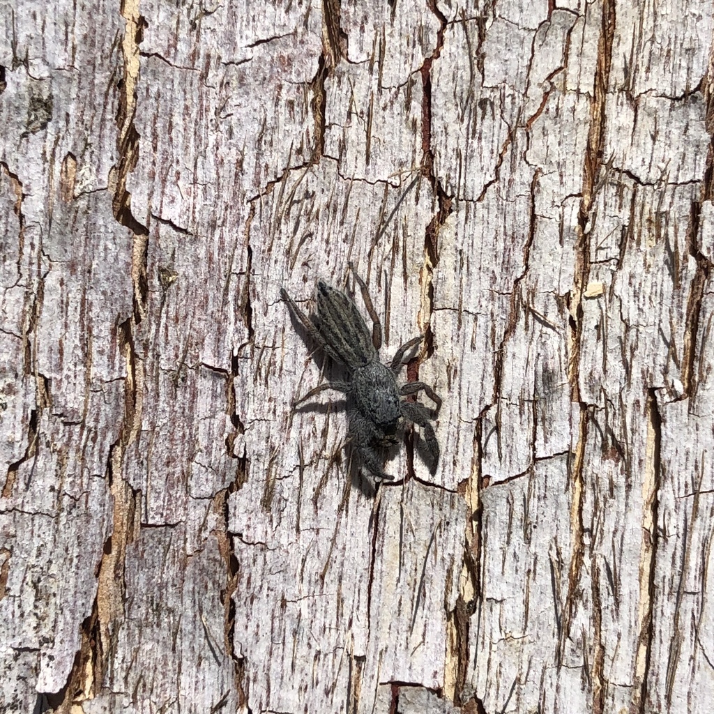 Holoplatys from Onawe Flat Road, Duvauchelle, Canterbury, NZ on January ...