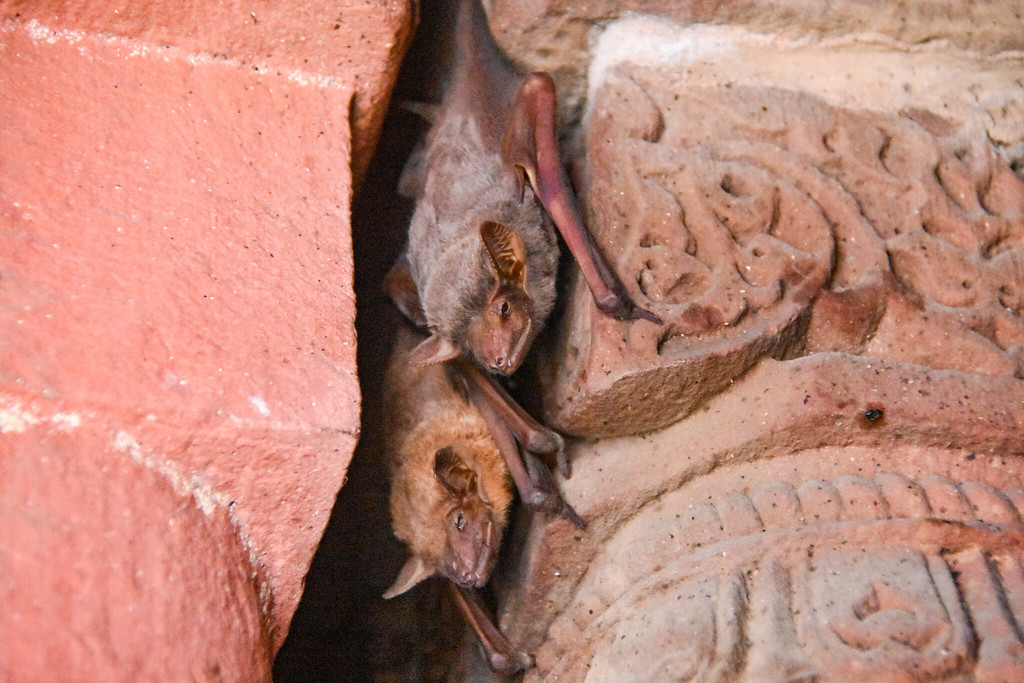 Naked-rumped Tomb Bat from Agra Fort, Rakabganj, Agra, Uttar Pradesh ...