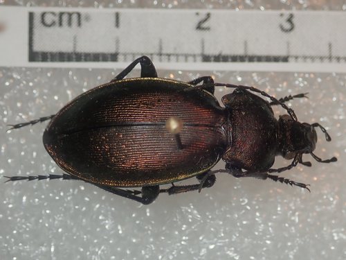 Subspecies Carabus rothii hampei · iNaturalist