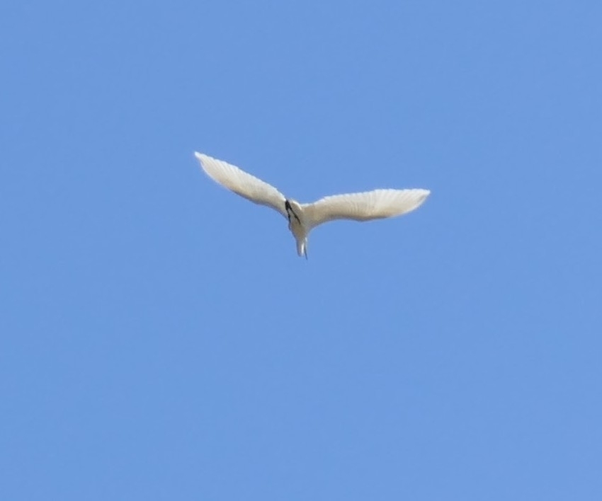 Typical Herons and Egrets in January 2022 by Jordan M · iNaturalist