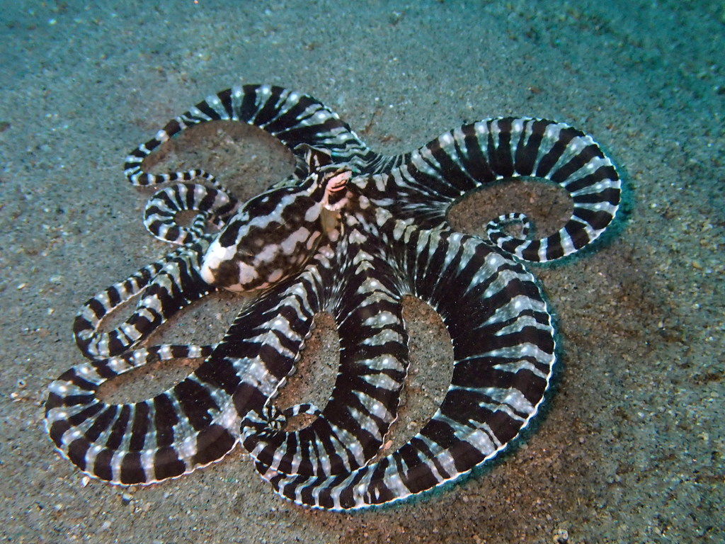 Mimic Octopus from Zamboanguita, Negros oriental, Philippines on May 15 ...