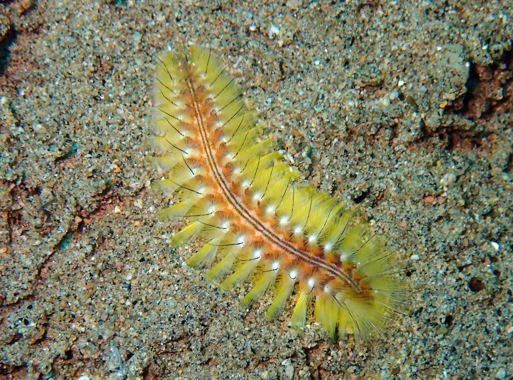 Darklined Fire Worm from Zamboanguita, Negros oriental, Philippines on ...