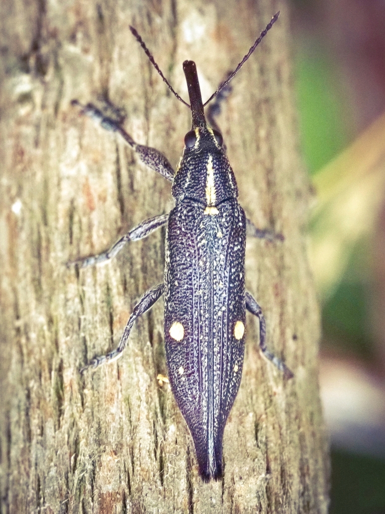 Two-Spotted Weevil from Bangalay Ave/Overport Rd, Frankston South VIC ...
