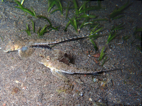 Callionymus neptunius · iNaturalist