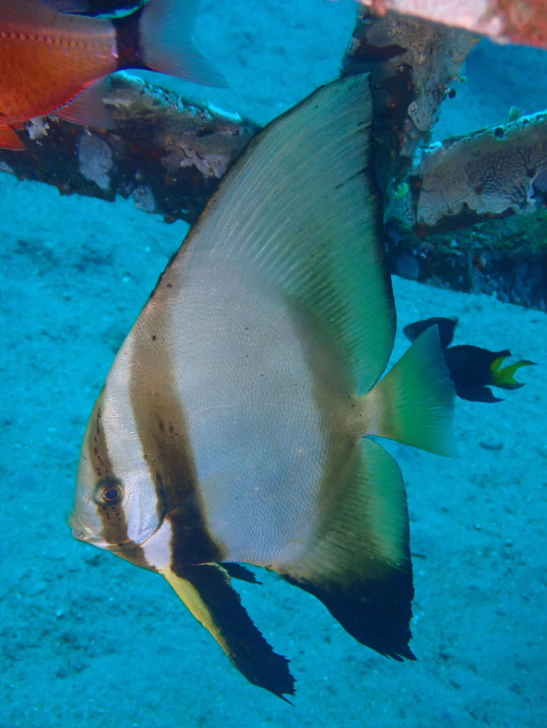 Round Batfish (Platax orbicularis) - Marine Life Identification