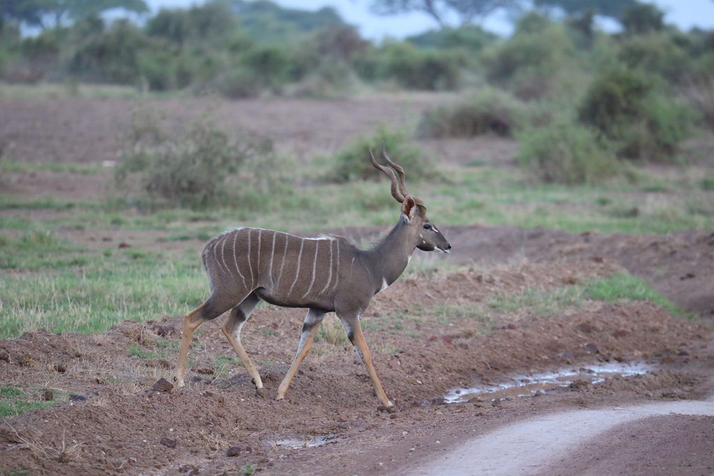 Southern Lesser Kudu in December 2021 by tambman · iNaturalist