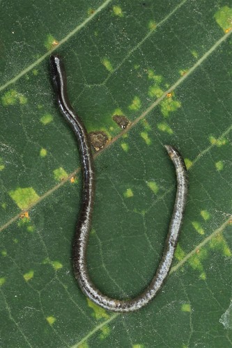 Black blindsnake (Gerrhopilus ater) · iNaturalist
