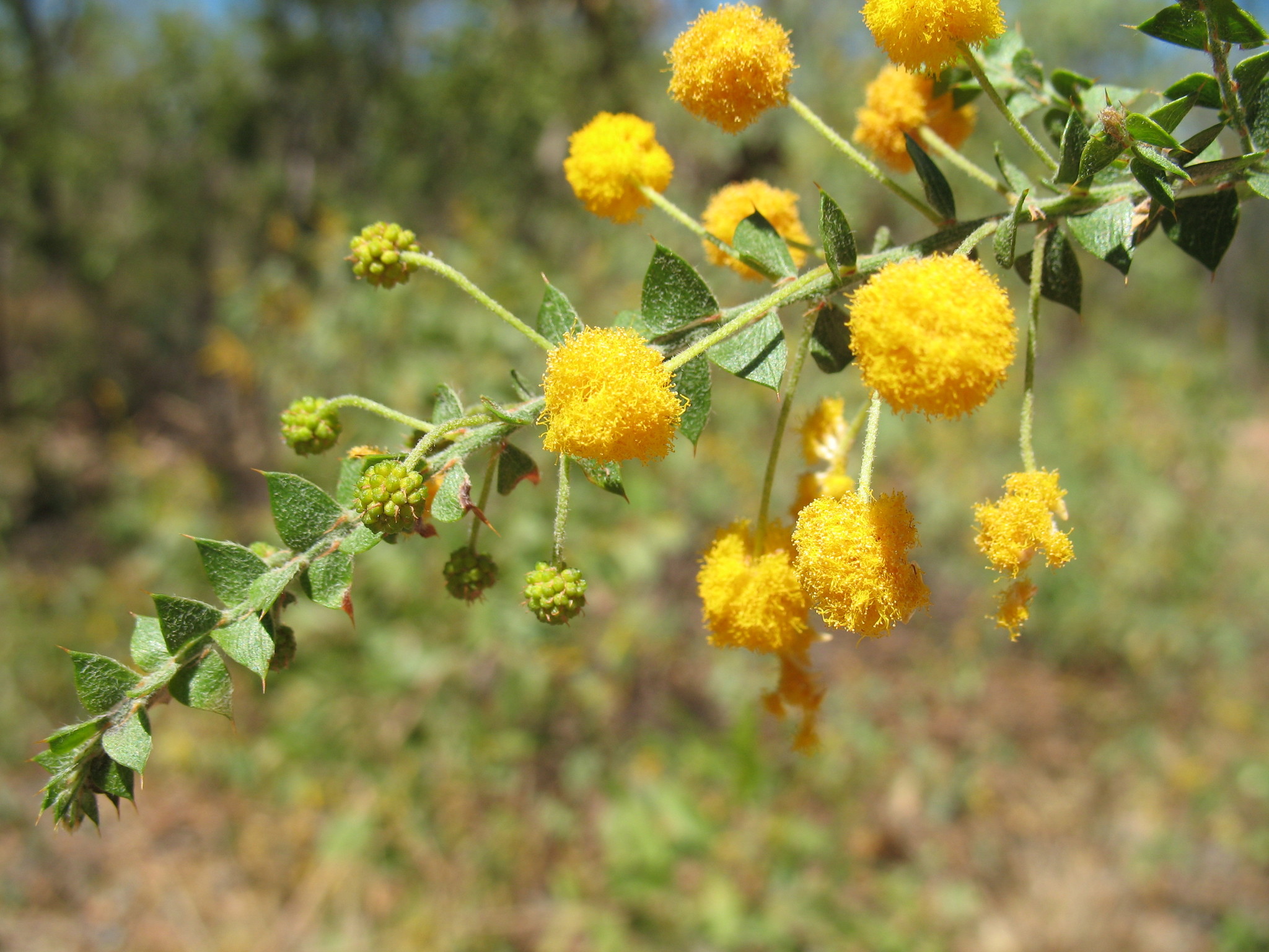 Acacia sublanata Benth.