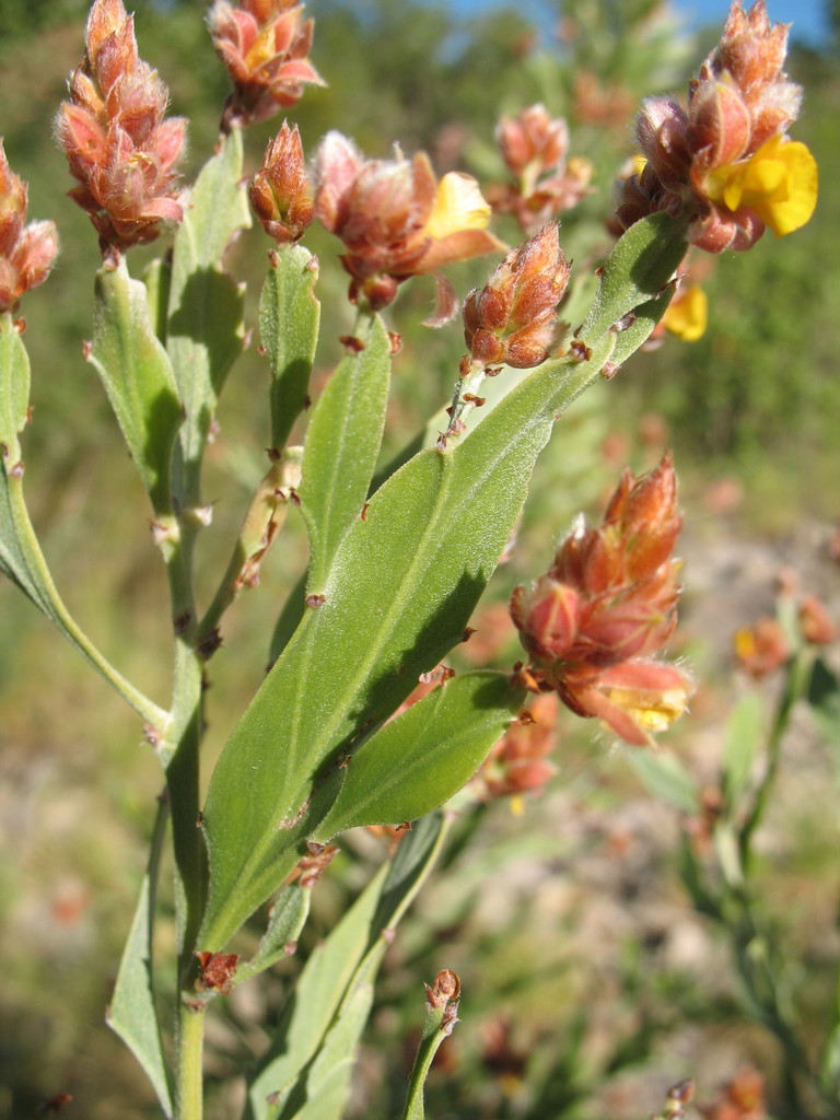 (Jacksonia dilatata) - Botanical Realm