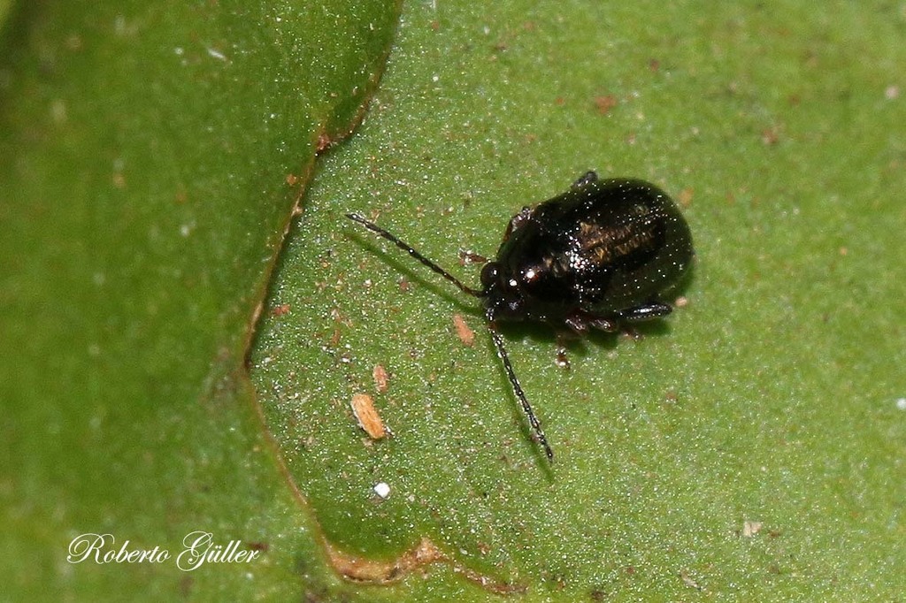 Flea Beetles from Puerto Iguazú, Misiones, Argentina on December 18 ...