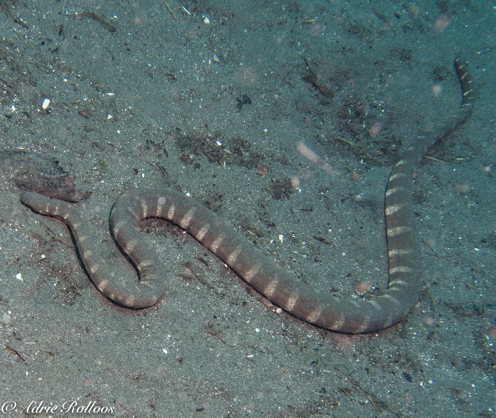 Marine File Snake from Manado - Poopooh 2 on June 17, 2018 at 12:09 PM ...