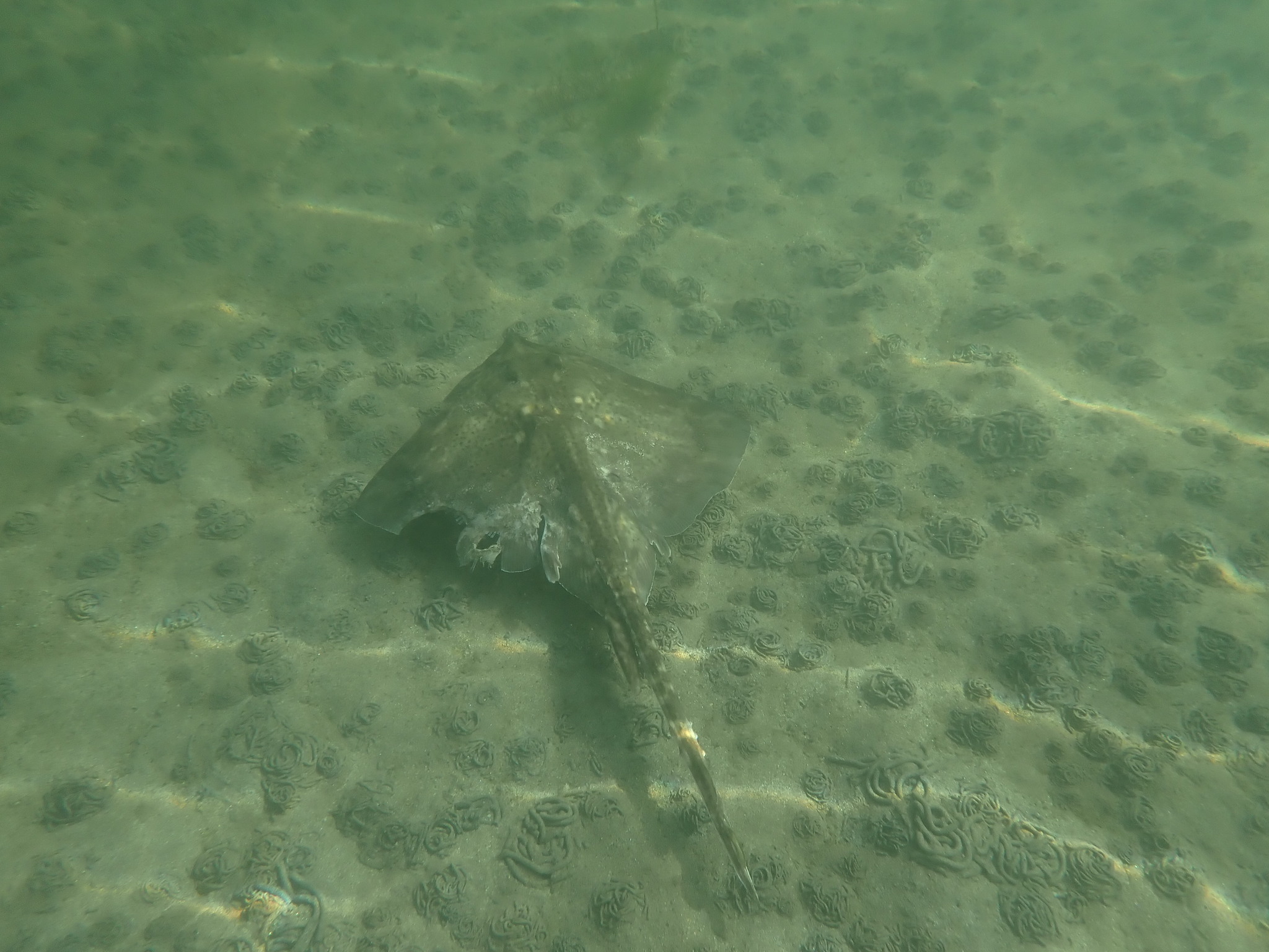 What is this fish? 60-80cm long; spiny, flappy thing that didn't appear ...