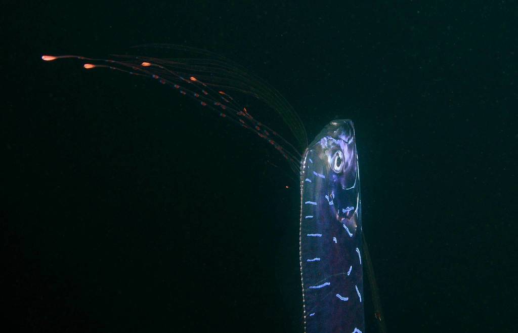 Giant Oarfish (Regalecus glesne) - Marine Life Identification