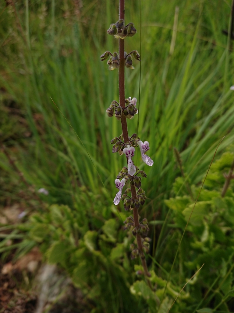 Thicket Spurflower in January 2022 by Matt Prinsloo · iNaturalist