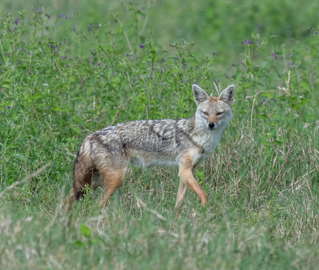 African Wolf (Canis lupaster) - Know Your Mammals