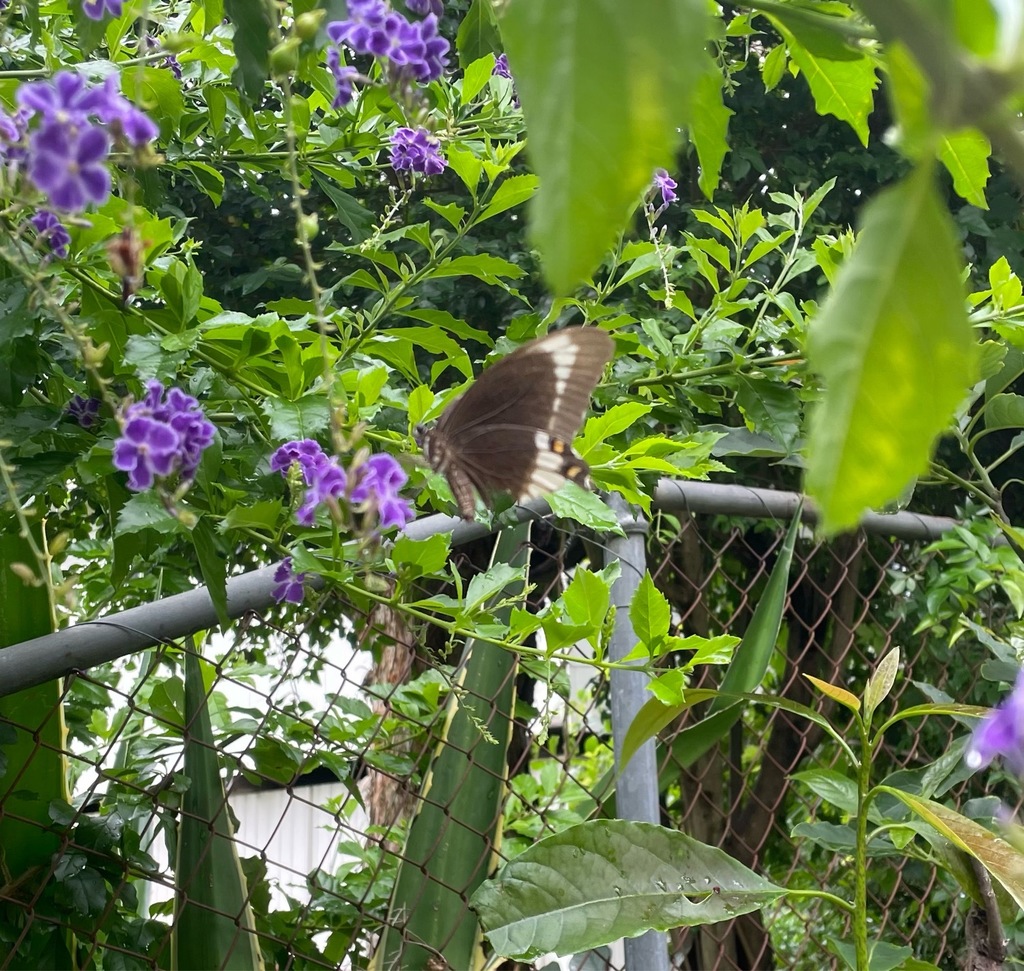 Fuscous Swallowtail from Bellbowrie, AU-QL, AU on January 07, 2022 at ...