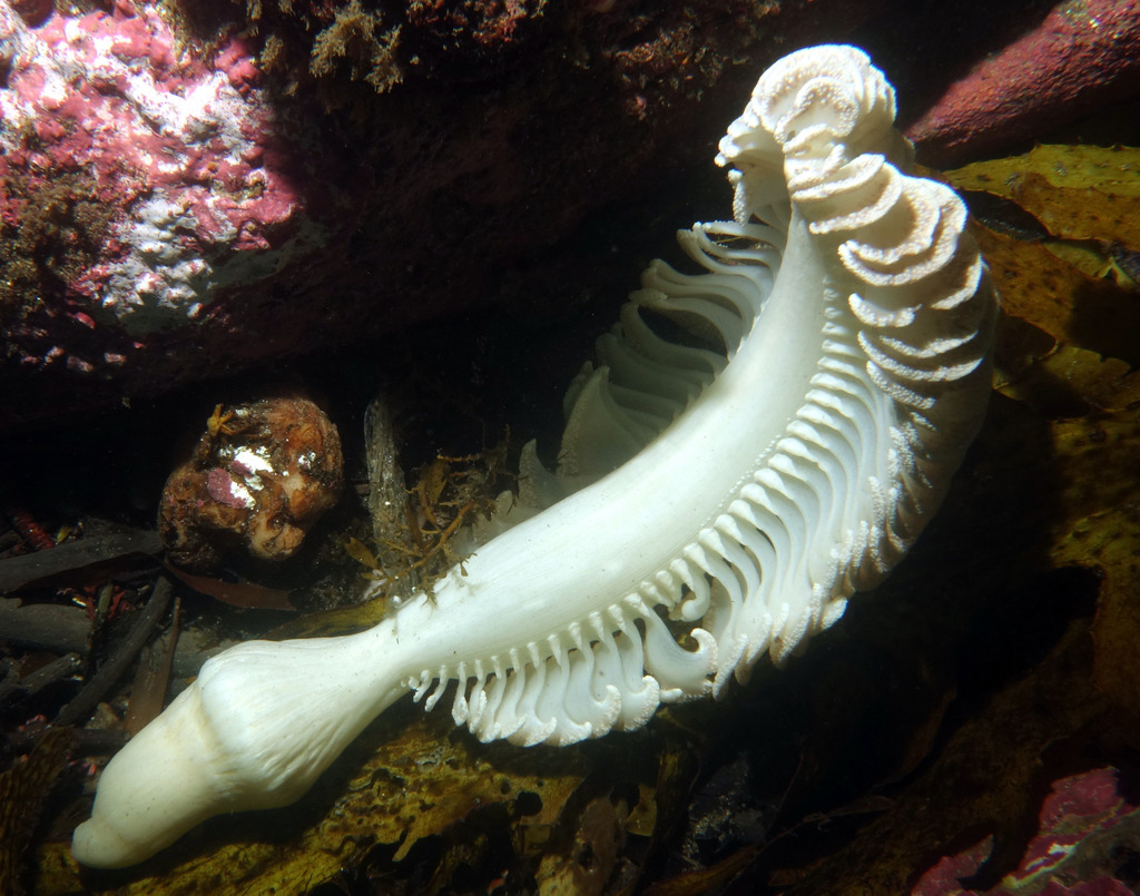 Great Sea Pen (Marine invertebrates of Randwick costal area: Coogee and ...